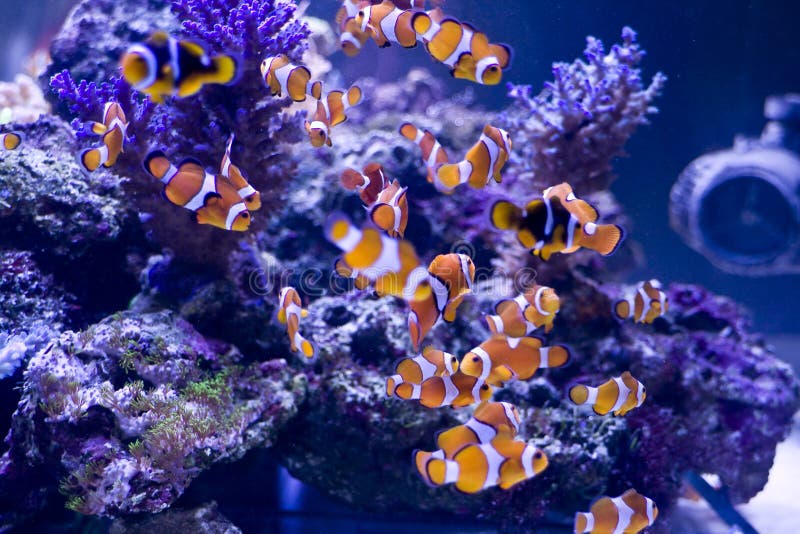 Clownfische (Amphiprion Ocellaris) Stockfoto - Bild von reef, salz ...
