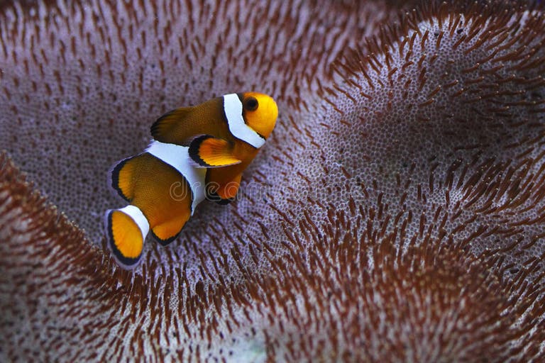 1,778 Mutualism Stock Photos - Free & Royalty-Free Stock Photos from ...