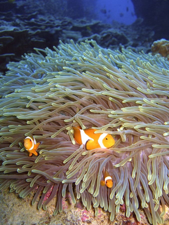 Clownfish Home stock photo. Image of underwater, marine - 5372576