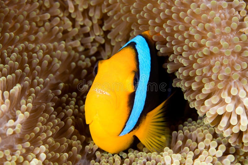 Clownfish Teeth Stock Photos - Free & Royalty-Free Stock Photos from ...