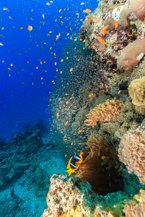 Clownfish Around a Coral Pinnacle Stock Image - Image of diving, nemo ...