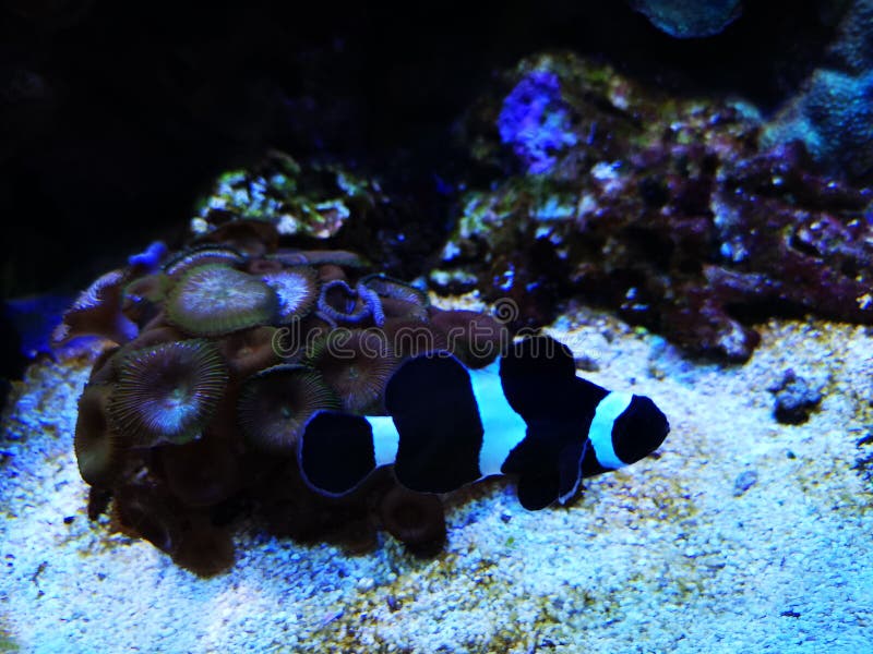 Clownfish stock image. Image of white, black, goth, nemo - 135808253