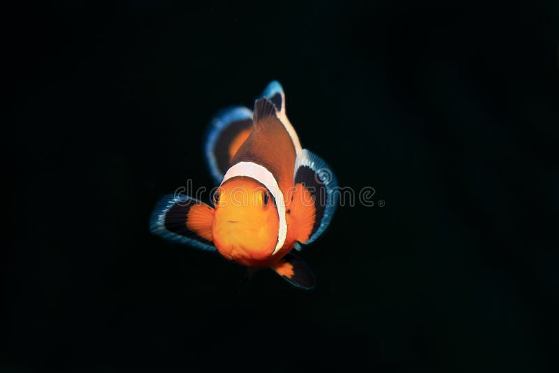 Clownfish stock image. Image of profile, clownfish, portrait - 48118861