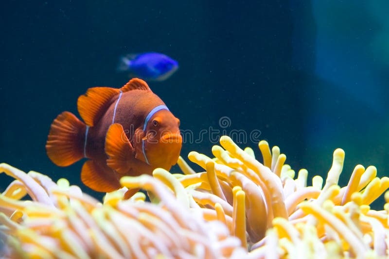 Pescados de Nemo foto de archivo. Imagen de agua, pescados - 3230014