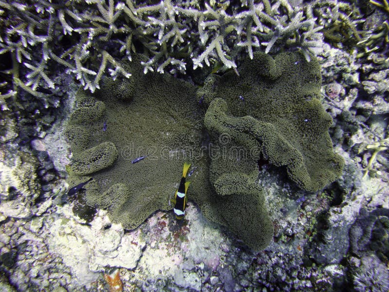 Lipfish stock foto. Image of zeewater, aquarium, tank - 85967214