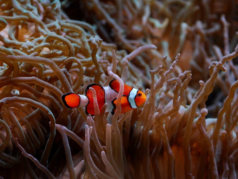 Clownfish stock image. Image of bright, coelenterate - 44594813