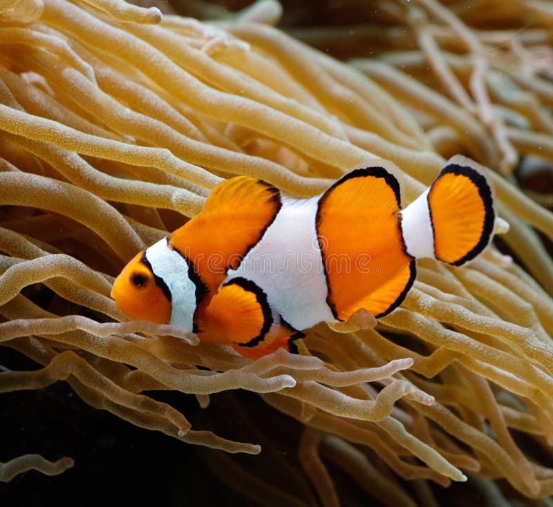 Clownfish in the ocean stock photo. Image of colored - 153413052