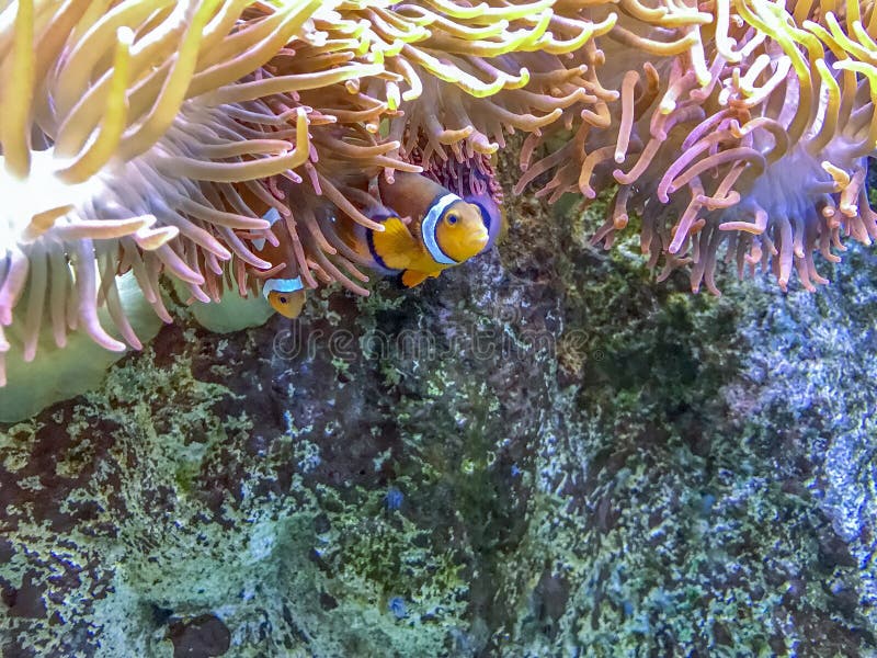 Clownfish Protecting Itself from Predators in an Anemone Stock Image ...