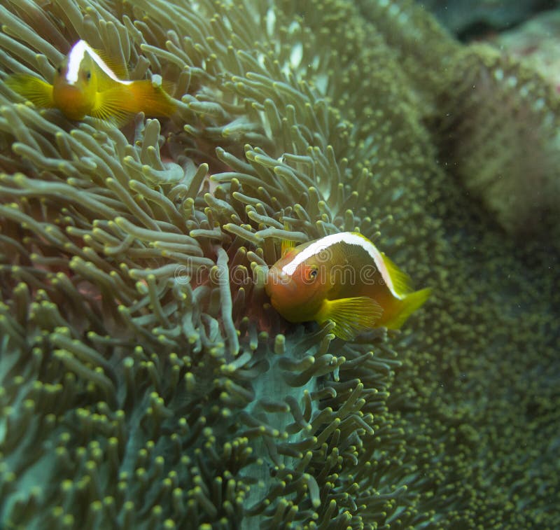 Clownfish on a Reef in Bali Stock Photo - Image of outdoor, summer ...