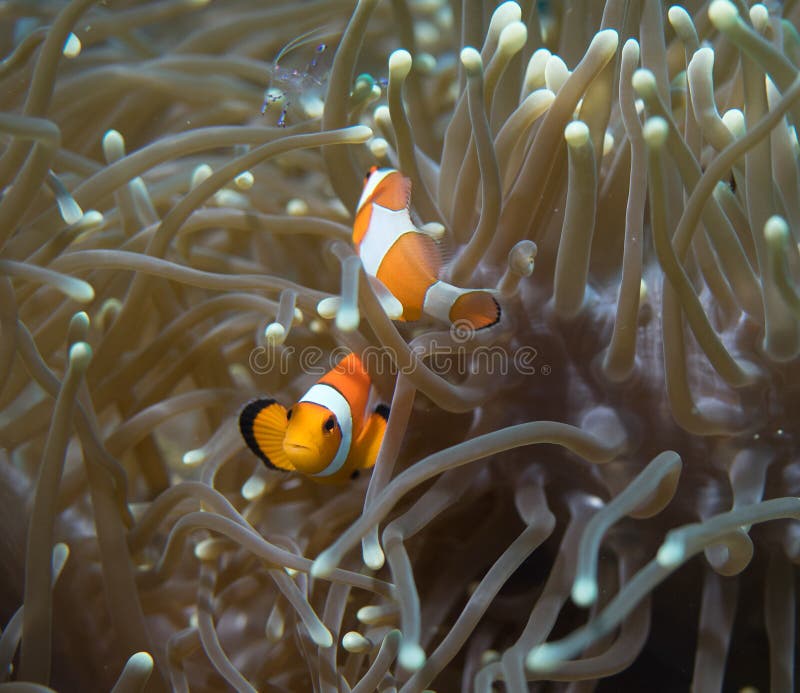 Clownfish on a Reef in Bali Stock Image - Image of season, komodo: 61636907