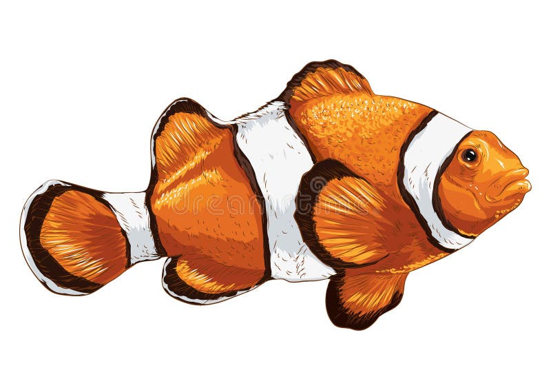 Clownfish. Vector Illustration Decorative Design Stock Vector ...