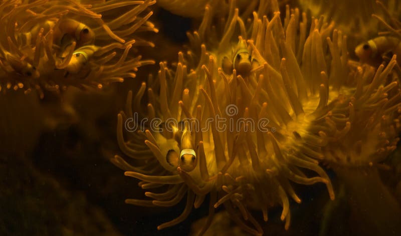 Clownfishes stock image. Image of acquarium, climate - 20853577