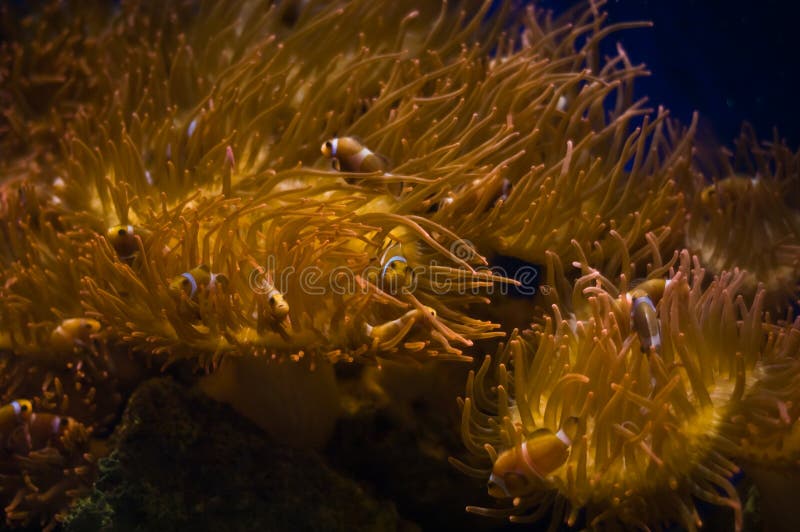 Clownfishes stock image. Image of life, ocean, climate - 20853583