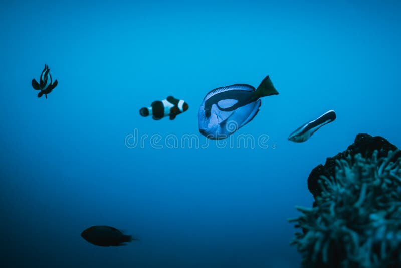 Nemo and Dory Floating in Aquarium Stock Image - Image of float, animal ...