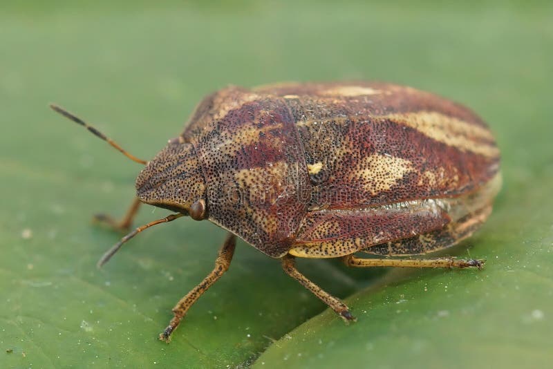 Clsoeup Shot of an Eurygaster Testudinaria on a Green Leaf Stock Image ...