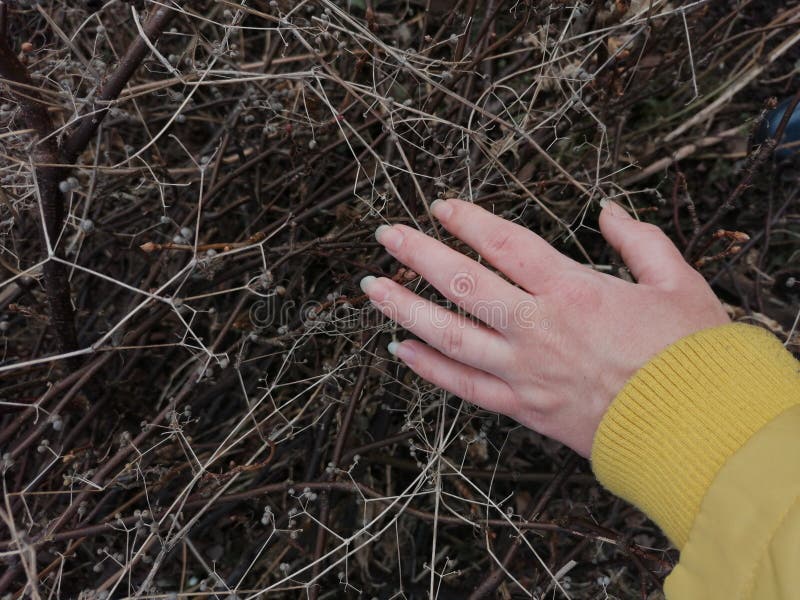 Clsoeup Shot of Female Hand on Dried Plants Stock Image - Image of leaf ...