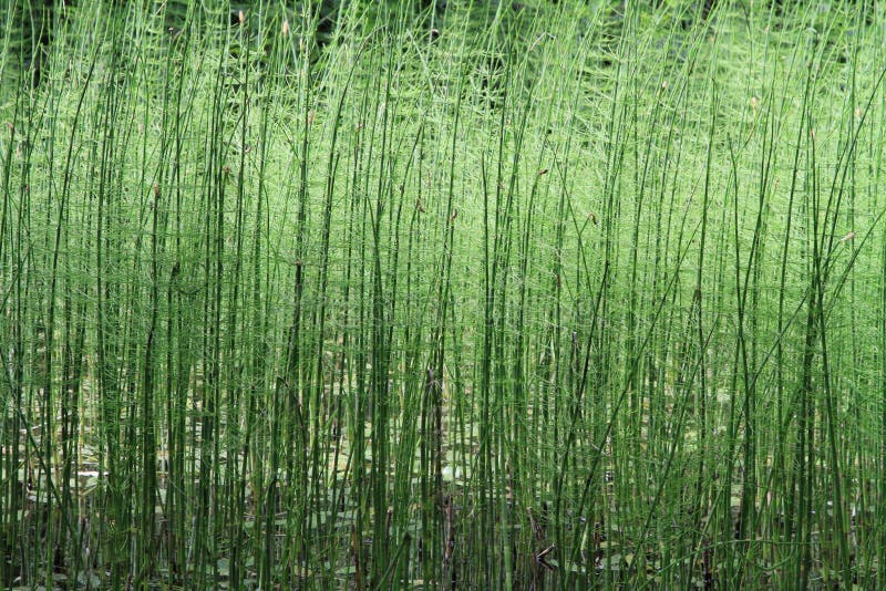 Club Moss (Lycopodium Clavatum) Branch Stock Photo - Image of isolated ...