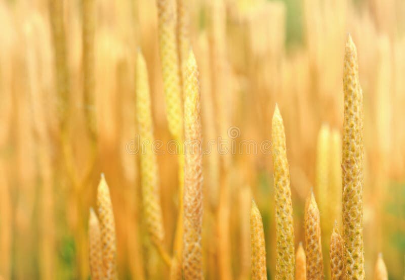 Club Moss (Lycopodium Clavatum) Branch Stock Photo - Image of isolated ...