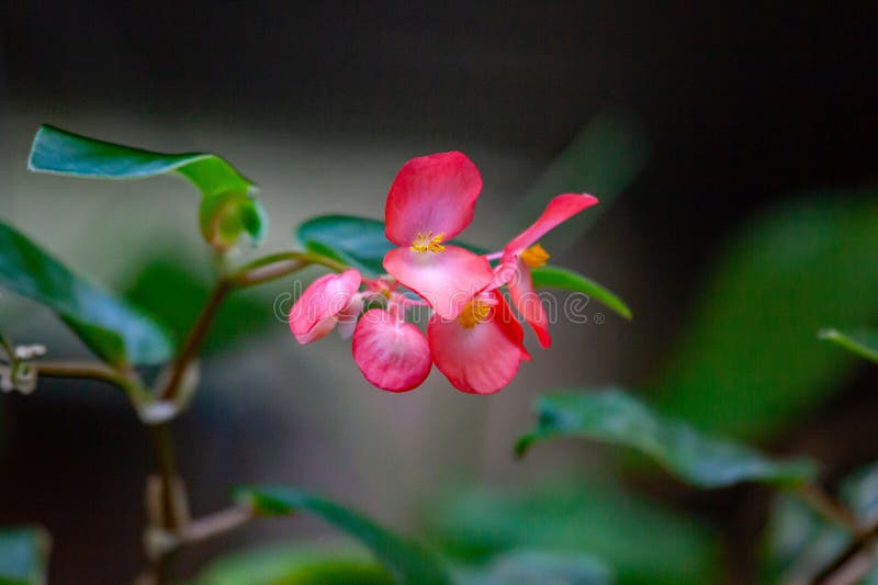 Clubbed Begonia, Begonia Cucullata Stock Image - Image of colourful ...