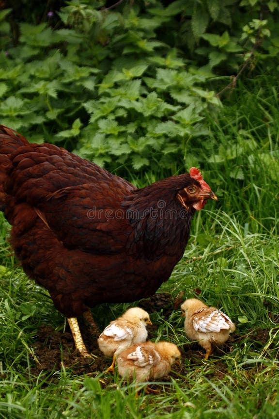 Clucky Mother & Chicks stock image. Image of pets - 22302967