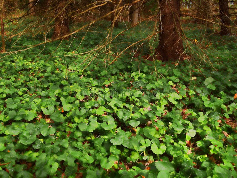 A cluff of clover stock photo. Image of clover, twigs - 102764262