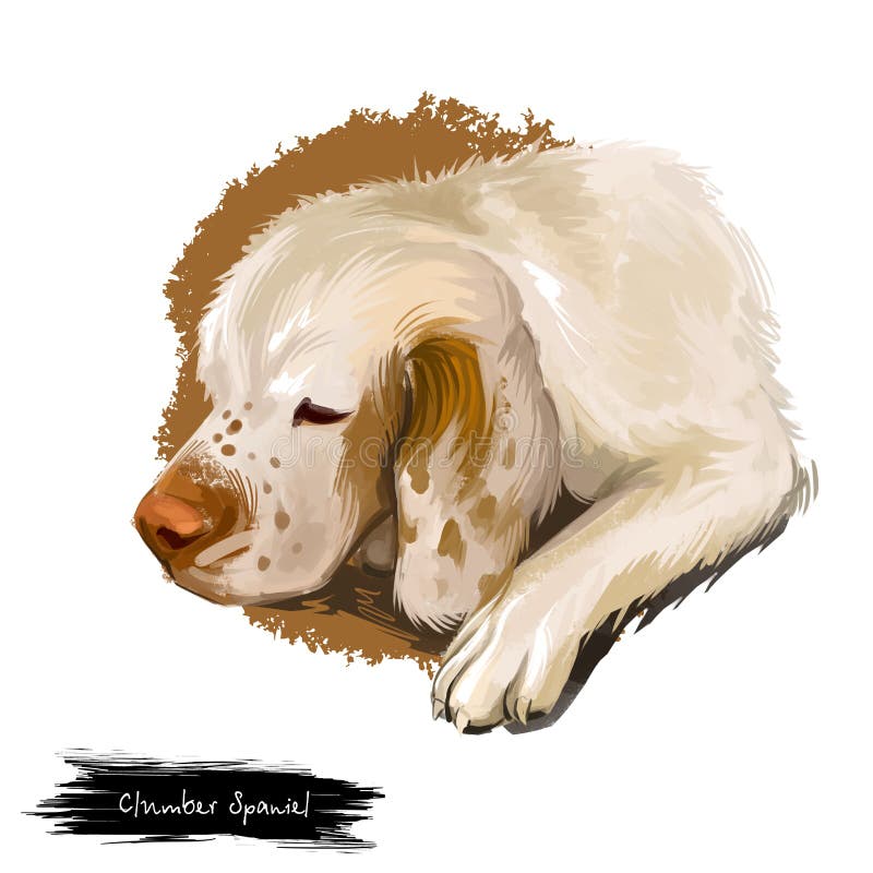 Clumber Spaniel Hund Rasse Cartoon Retro Zeichnung Stock Abbildung ...
