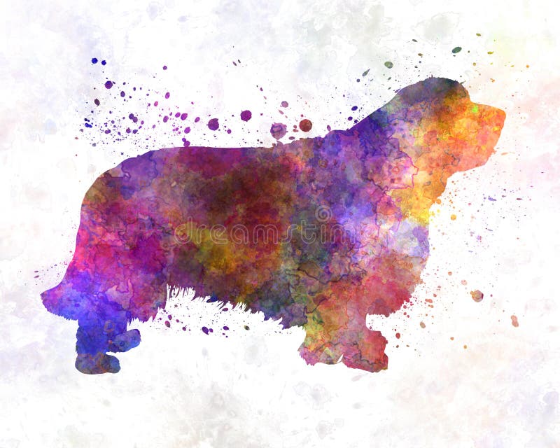 Clumber Spaniel in Watercolor Stock Illustration - Illustration of ...