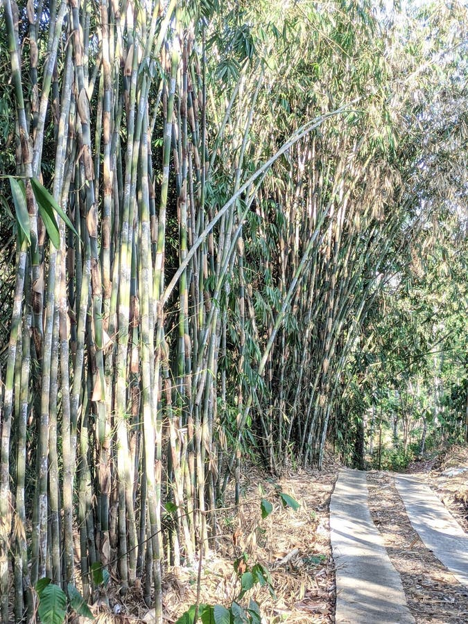 Bamboo Grows in the Tropics. Nature Stock Photo - Image of fresh, grove ...