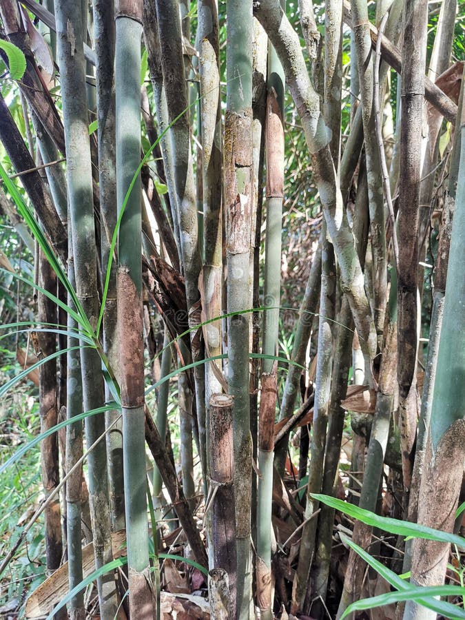 A Clump of Bamboo Trees that Grow in the Forest. Stock Photo - Image of ...