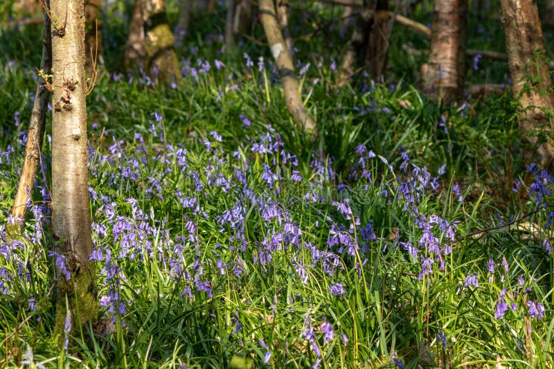 A Clump of Bluebells Flowering in the Spring Sunshine Editorial Stock ...