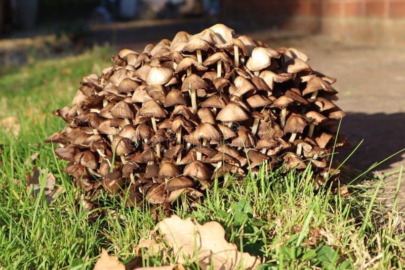 Brown toadstools in forest stock image. Image of common - 55385067