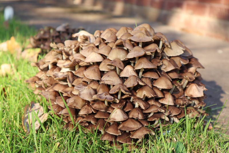 A Clump of Brown Toadstools Growing in a Garden in Autumn Stock Photo ...