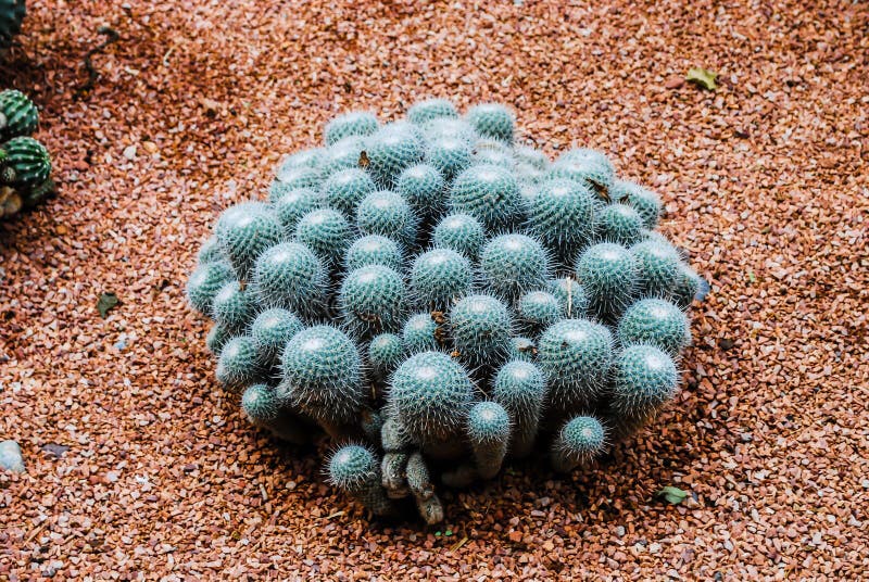 Clump of cactus stock photo. Image of majorelle, clump - 29315646