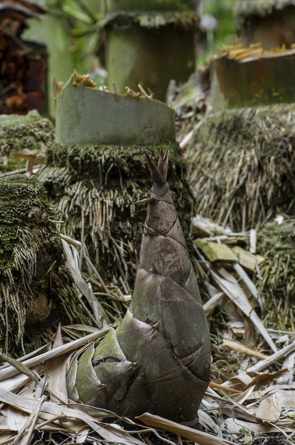 A Clump of Cut Bamboo and Young Bamboo in the Forest Stock Image ...
