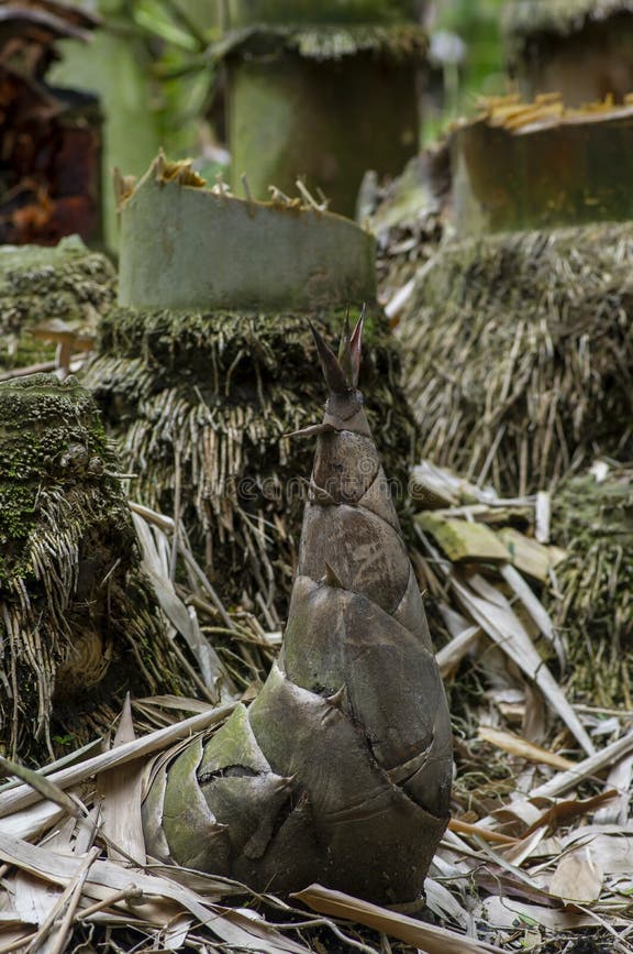 A Clump of Cut Bamboo and Young Bamboo in the Forest Stock Image ...