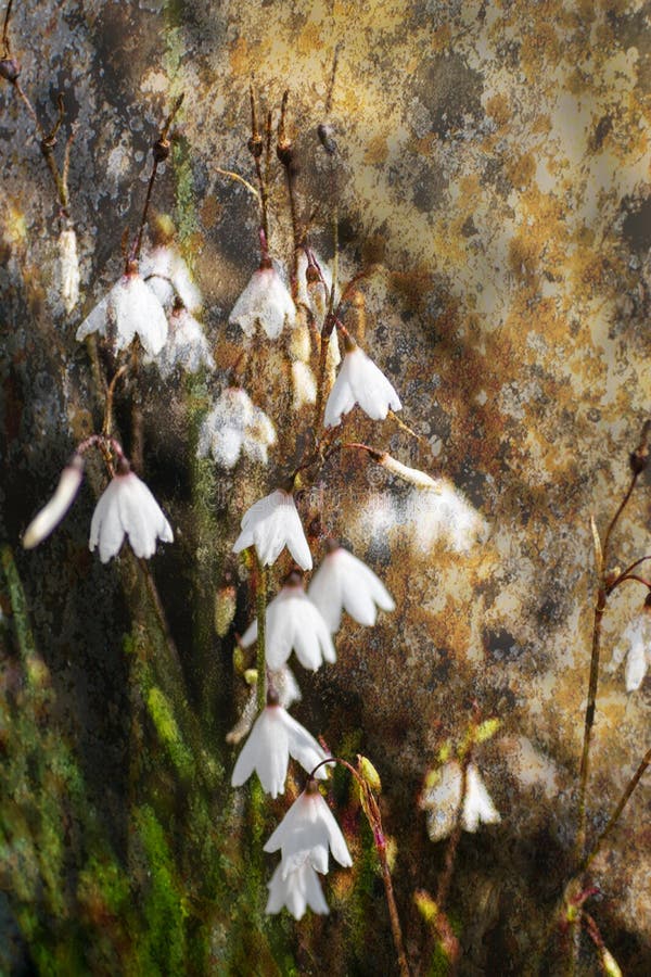 A Clump of Autumn Snowflake Flowers Growing in a Rockery Setting Stock ...