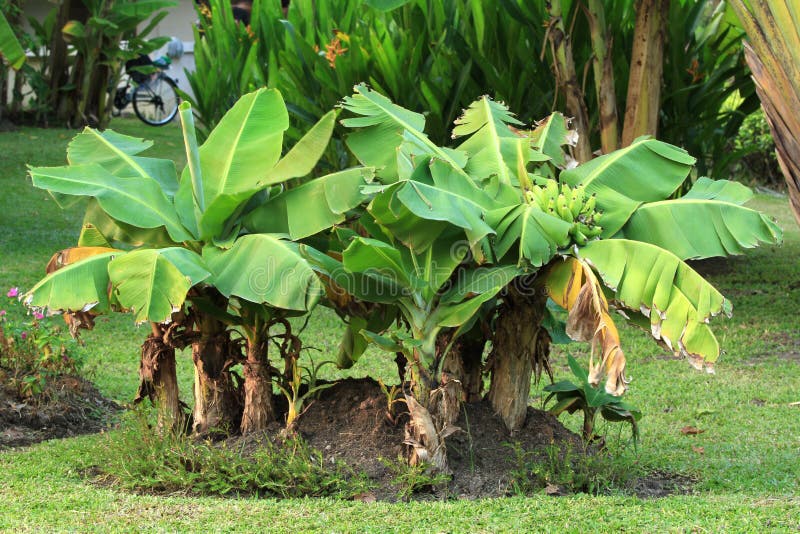 Dwarf Banana Tree Plant