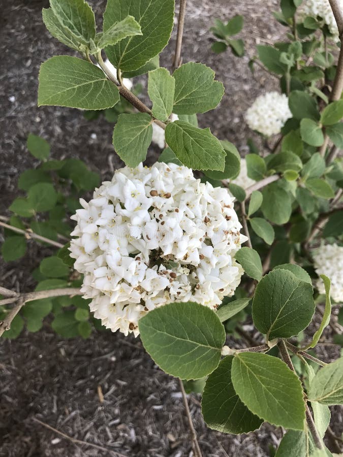 Clump of flowers stock image. Image of clumped, clump - 95943751