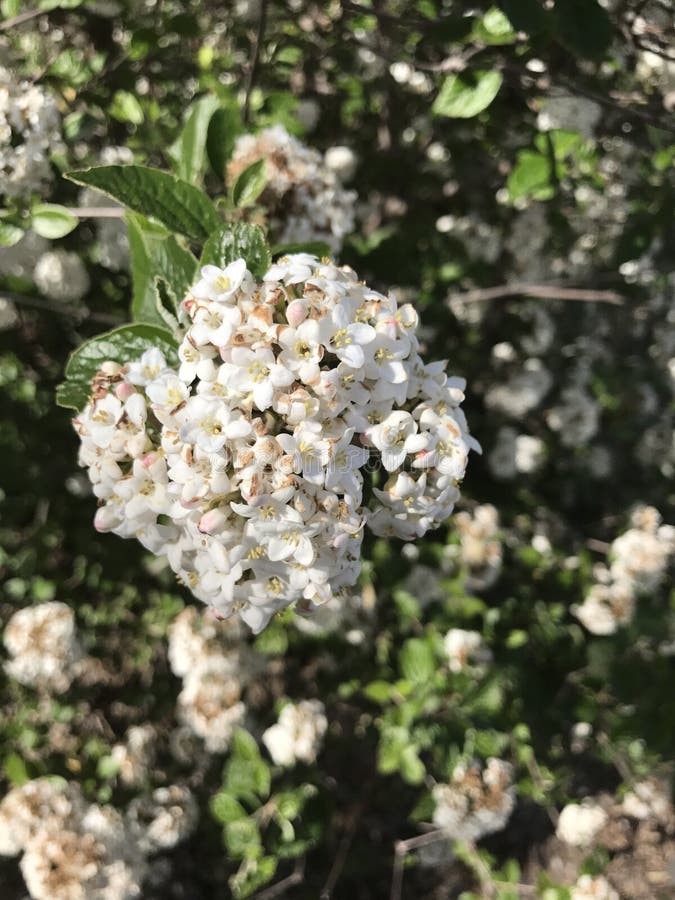 White flowers stock photo. Image of flower, flowers, tree - 95943708