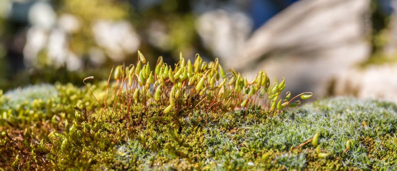 Dry Moss Clump on Old Stone Wall, Greece Stock Image - Image of growing ...