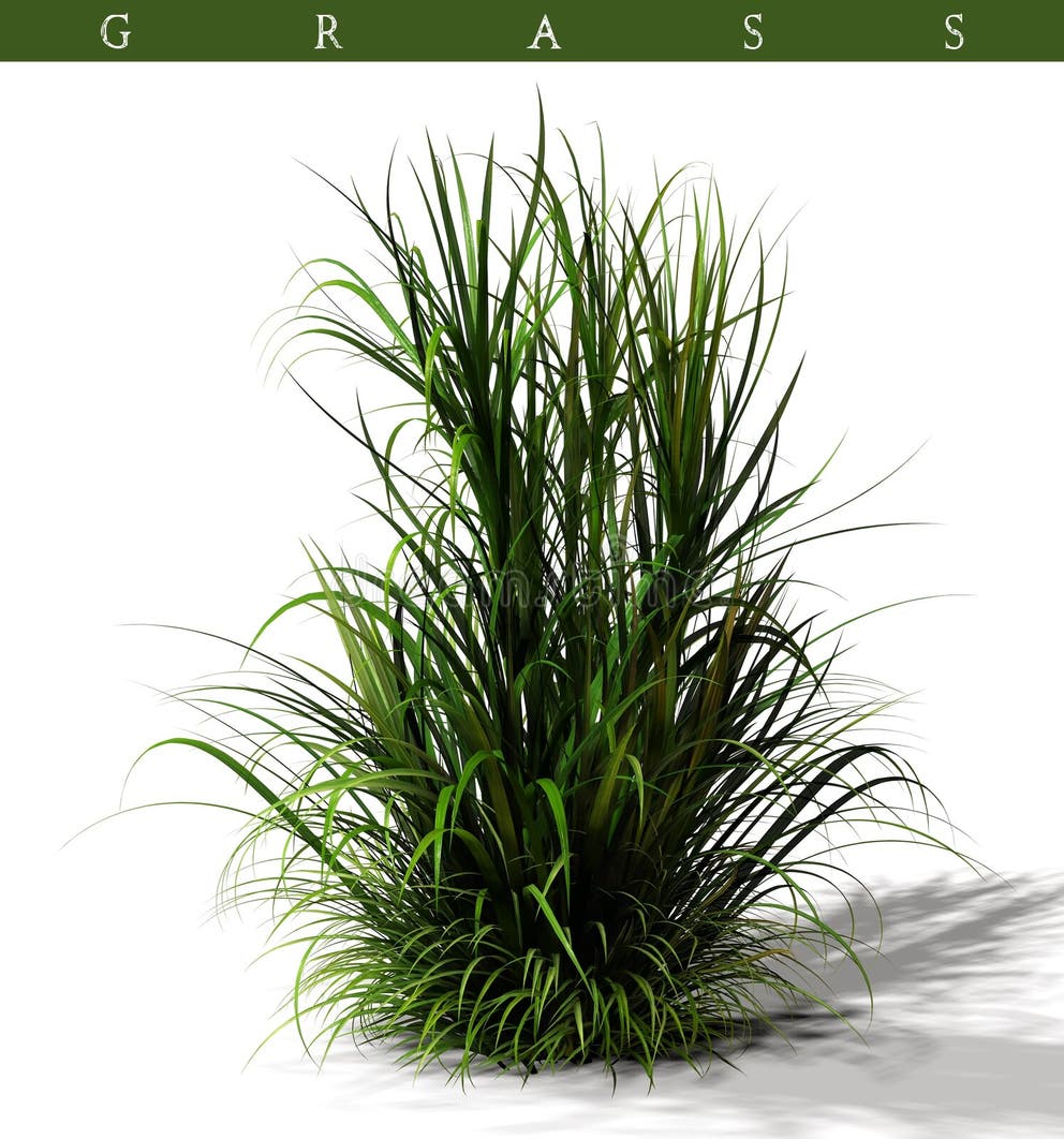 Clump Grass Stock Illustrations – 467 Clump Grass Stock Illustrations ...