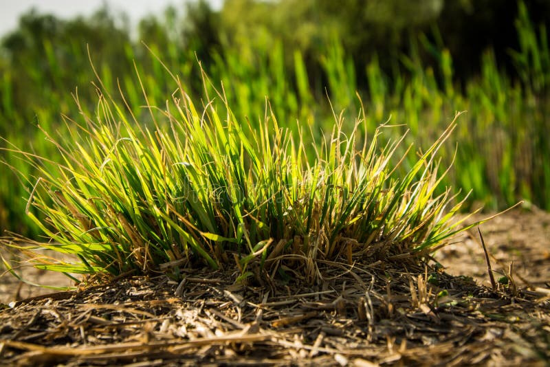 Clump of Scots Pine Trees stock image. Image of trees - 28438451