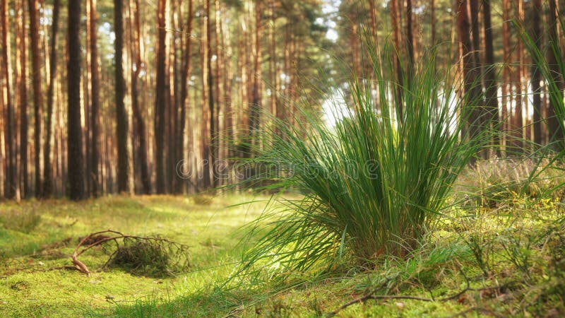 A Clump of Grass in the Autumn Forest Sunny Landscape Stock Photo ...