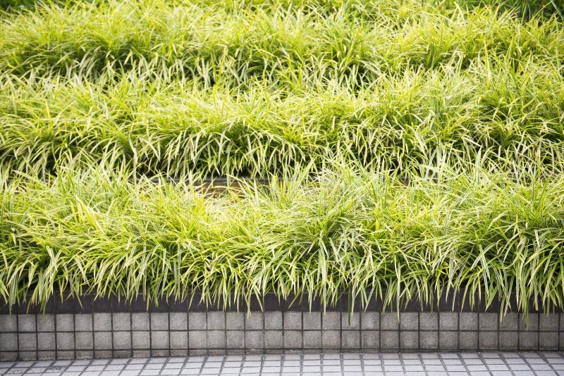 Clump of grass in garden stock photo. Image of environment - 62822884