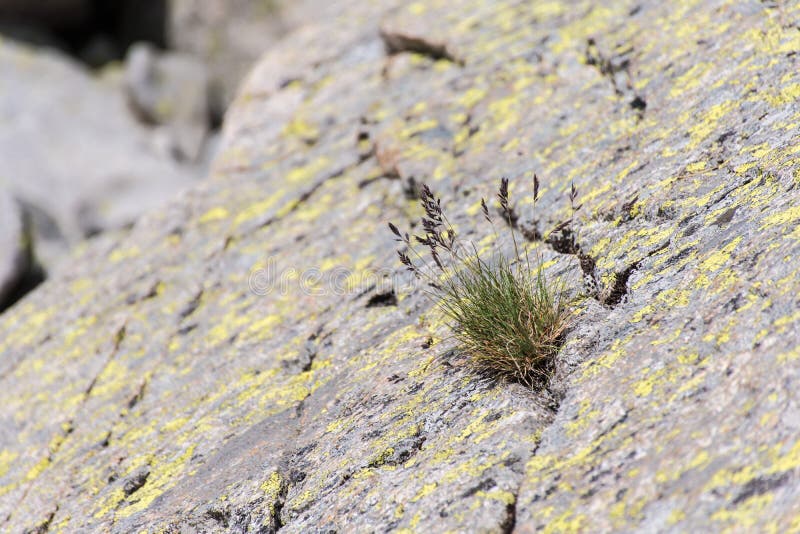 Clump of Grass Growing through a Rock Crack Stock Image - Image of ...