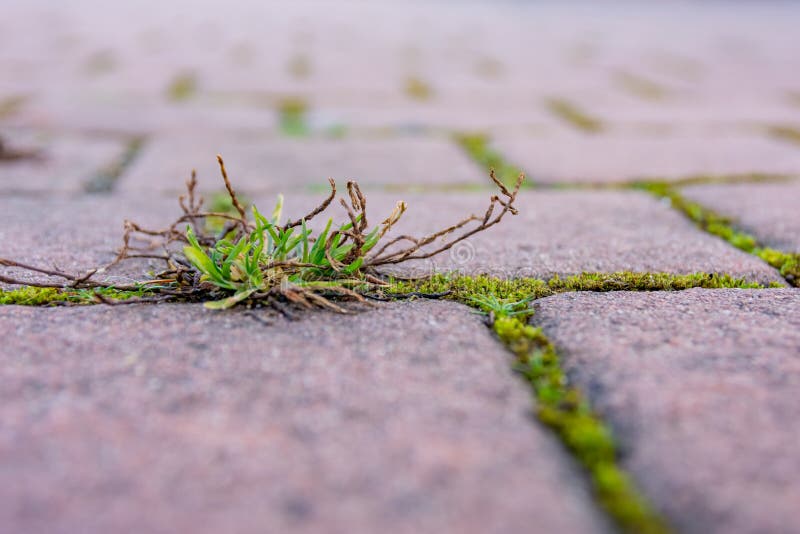 Clump of Grass and Moss in Paving Stones Stock Image - Image of ...
