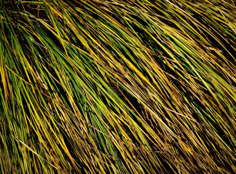 Clump of grass texture stock image. Image of abstract - 81398701