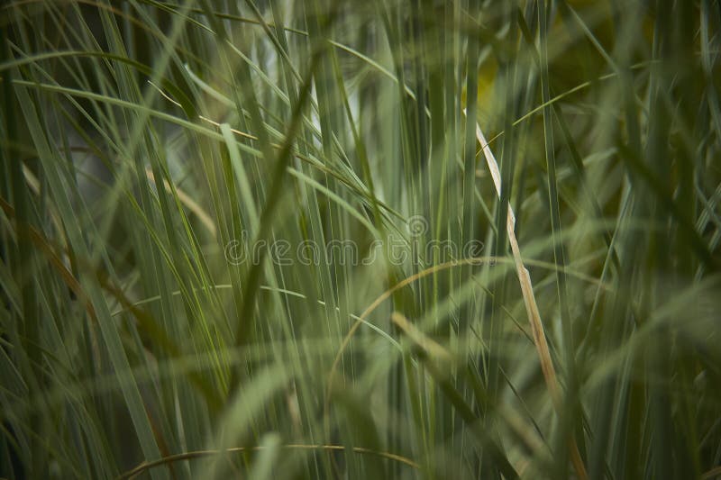Clump of grass texture stock photo. Image of growth, garden - 95615882