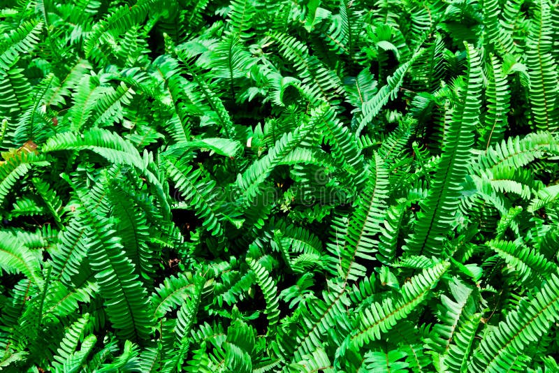 Clump of fern stock image. Image of jungle, biology, flora - 15376293
