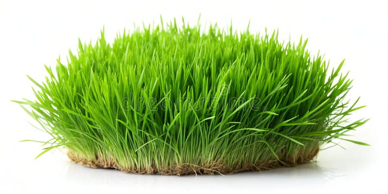 A Clump of Green Grass Isolated on a White Background Stock ...